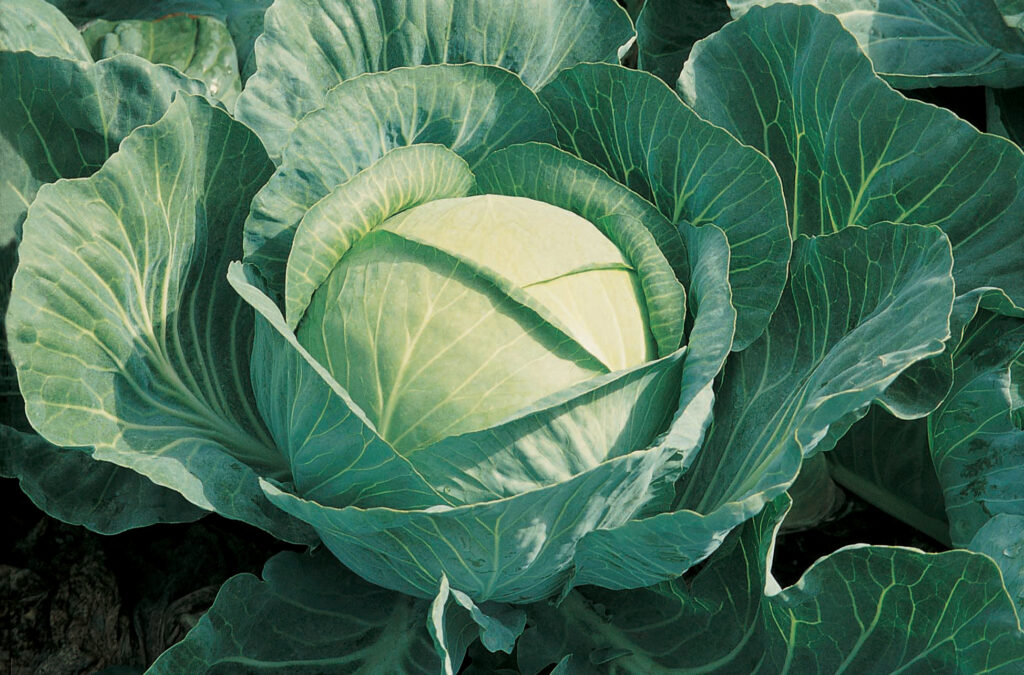 Cabbage Archives - United Kingdom