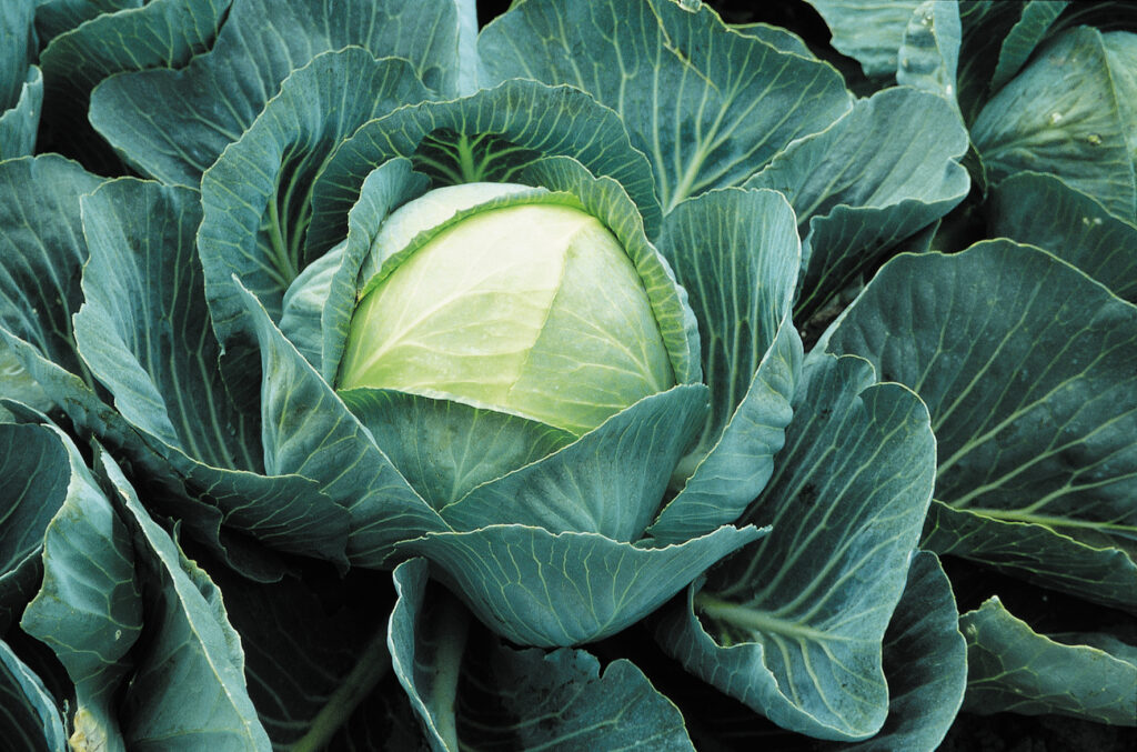 Cabbage Archives - United Kingdom
