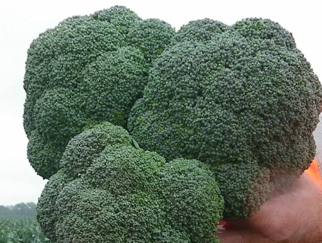 Broccoli Archives - United Kingdom