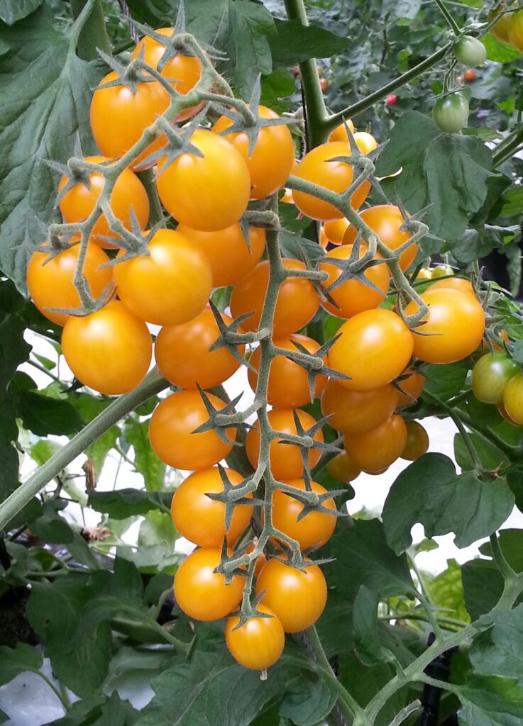 Limoncito - United Kingdom