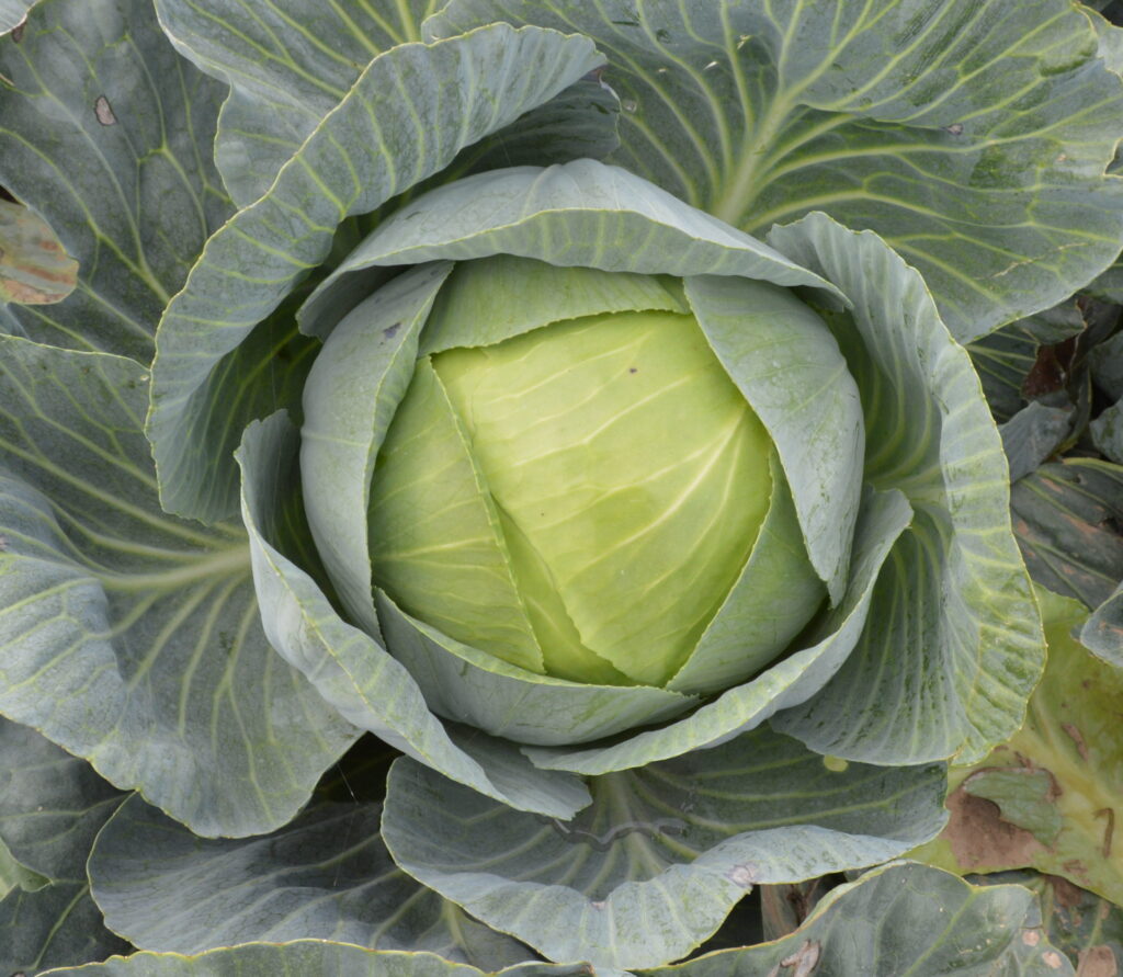 Cabbage Archives - United Kingdom