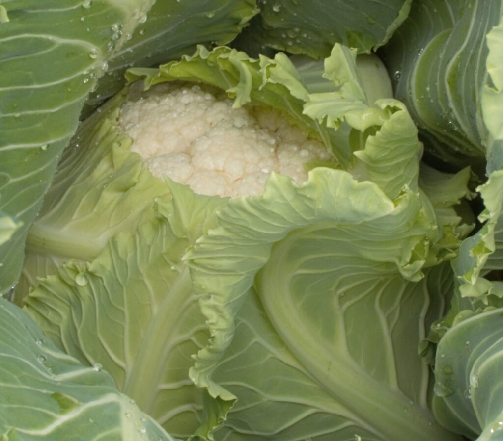 Parotis F1 - United Kingdom