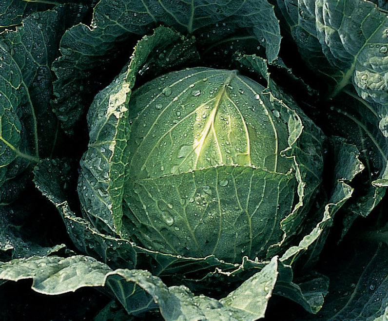 Cabbage Archives - United Kingdom