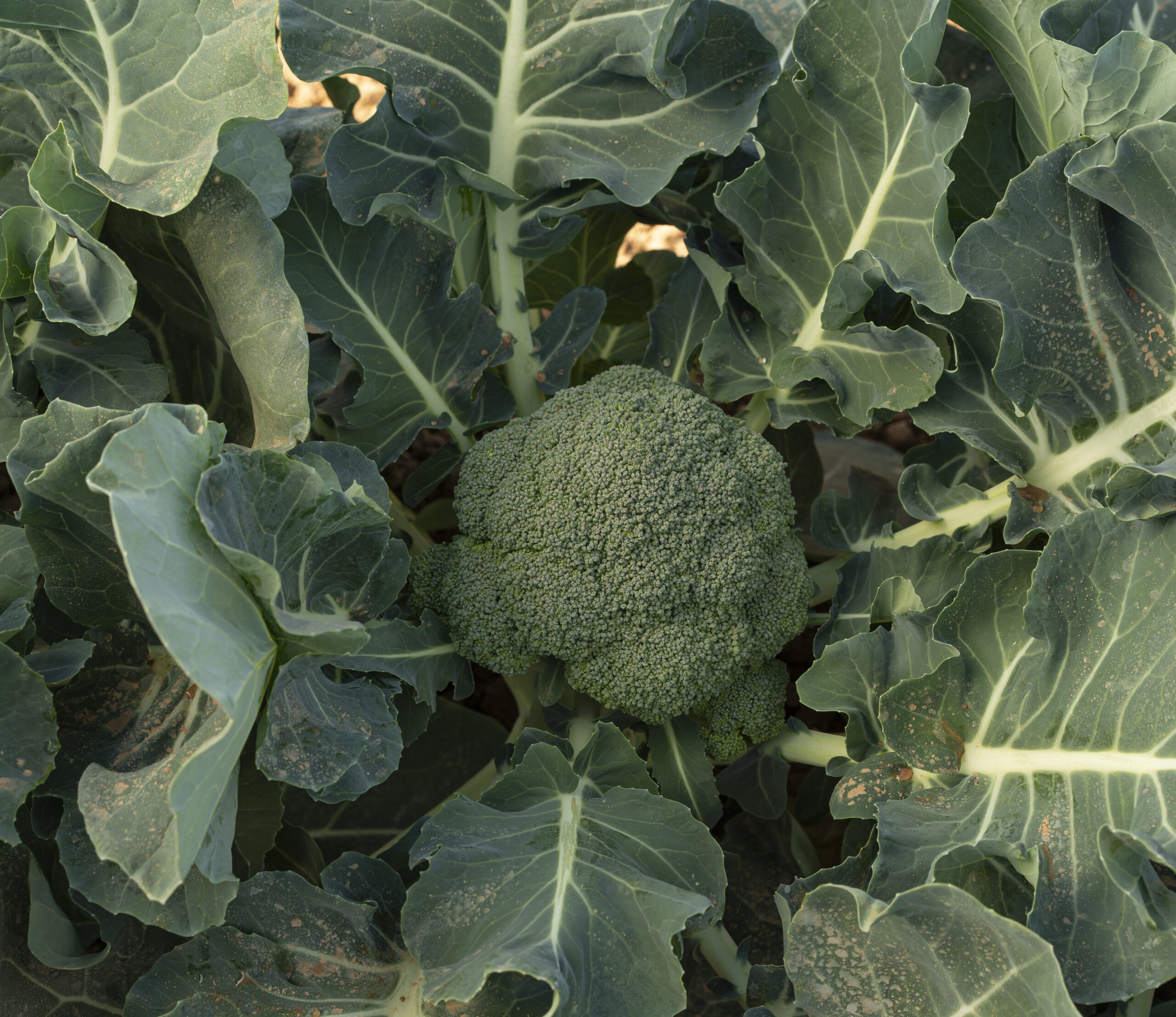 Phar Lap F1 - United Kingdom