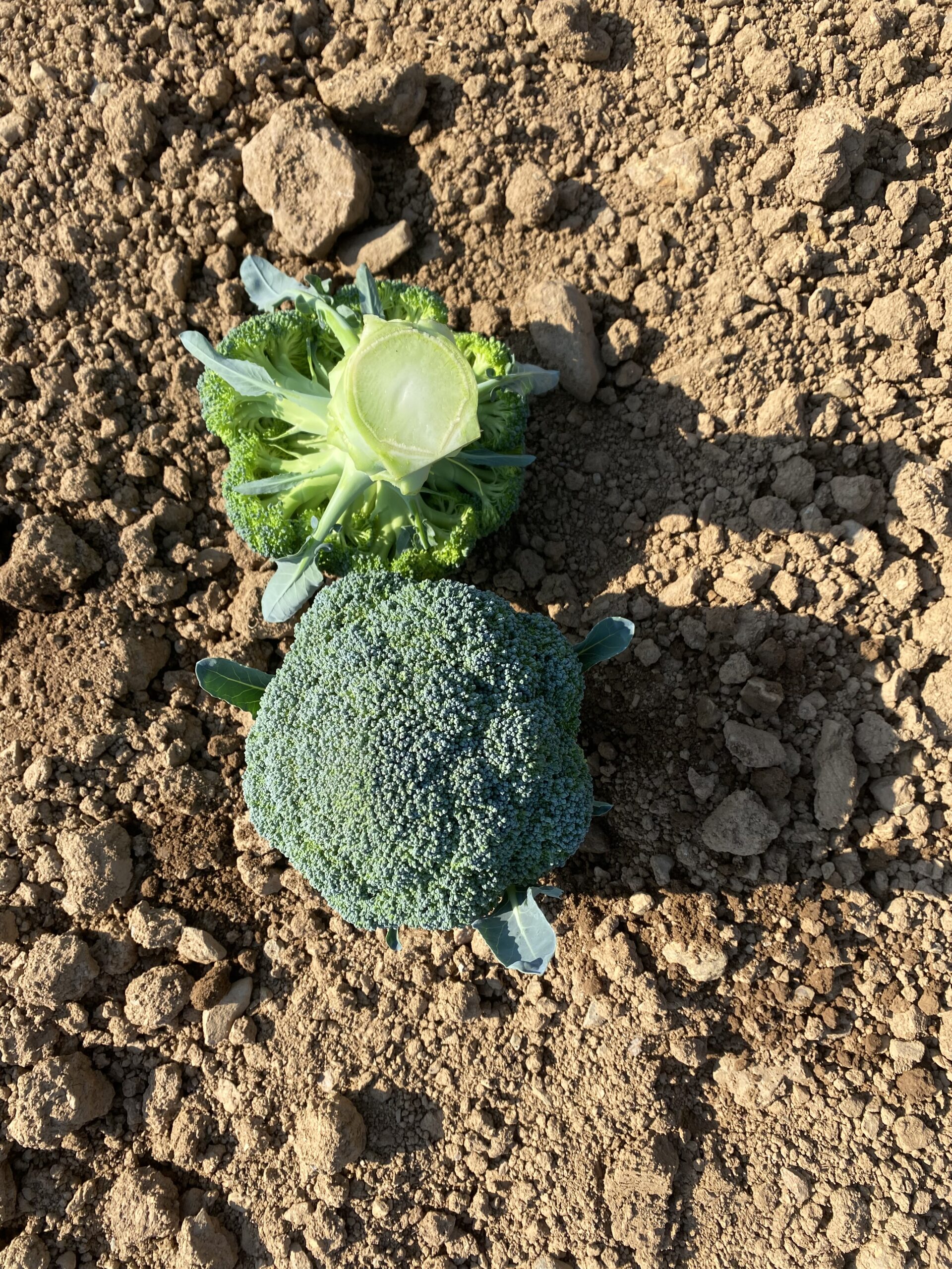 First Lap F1 - United Kingdom