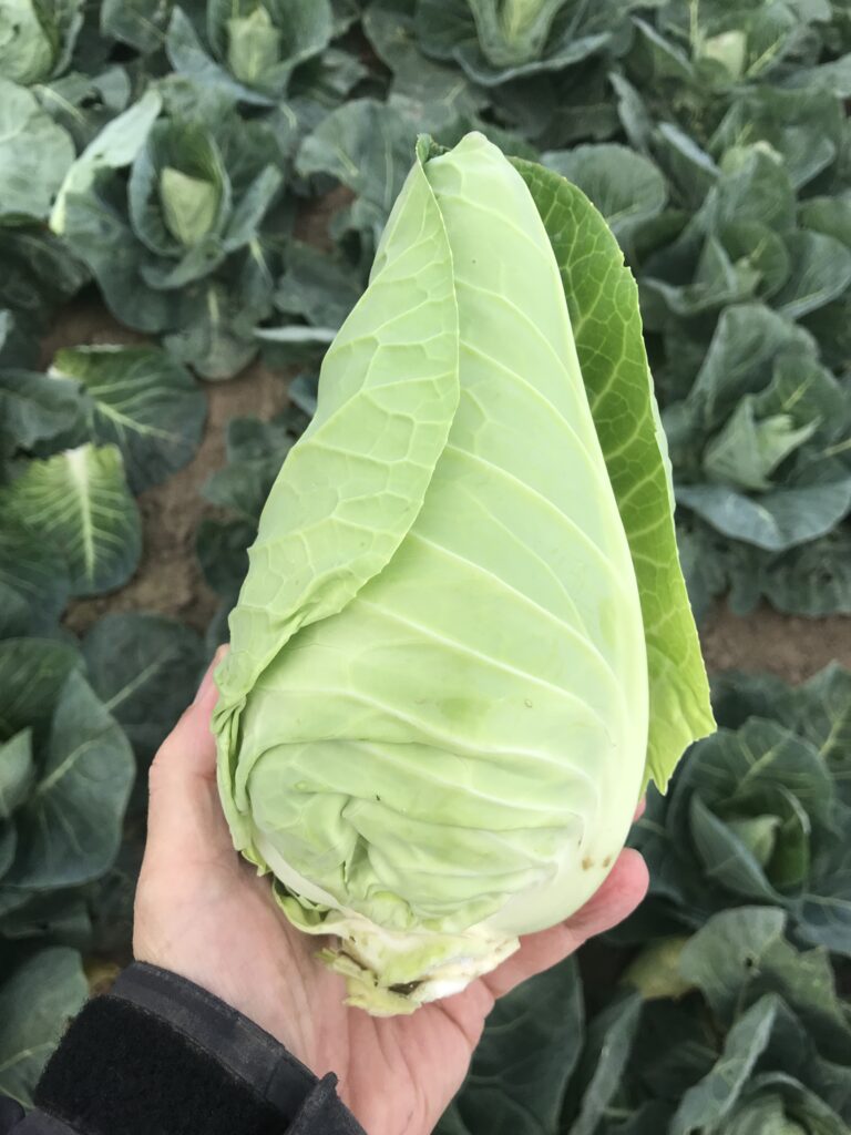 2025 - 2026 Cabbages from Hazera - United Kingdom